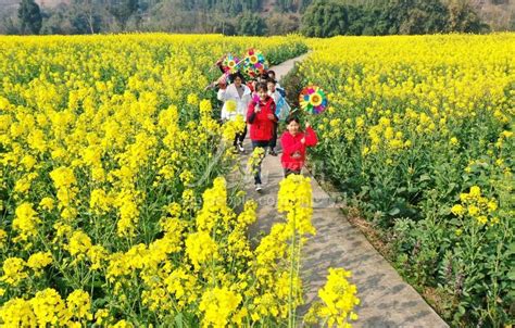 四川仁寿油菜花开带火乡村游 人民图片网