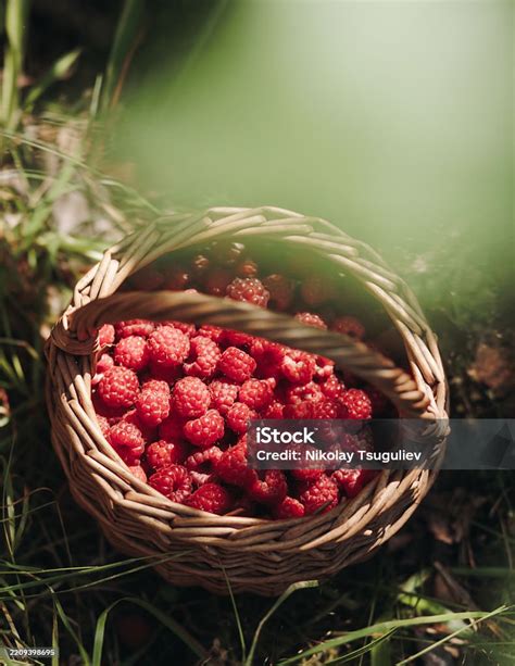수확 된 빨간 열매 라즈베리와 딸기 바구니 숲에서 잘 익은 열매를 채취하고 수확하고 따는 과정 빌베리와 블루 베리와 손의 모습을 클로즈업 베리 농장 0명에 대한 스톡 사진