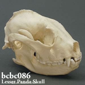 レッサーパンダ頭蓋骨模型 bcbc086動物の頭蓋骨模型