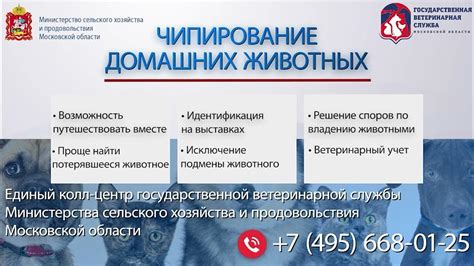 Забота о животных Чипирование животных Youtube