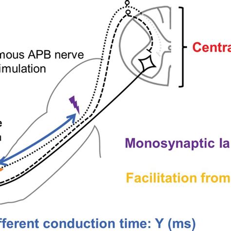 Schematic Drawings Of An Experimental Design With A Post‐stimulus