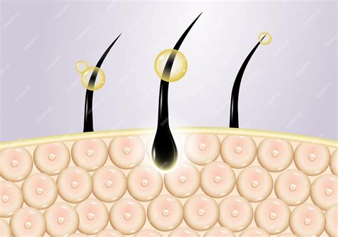 Premium Vector Absorption Of Hair Serum In The Layers Of The Scalp Premium Vector Absorption Of Hair Serum In The Layers Of The Scalp