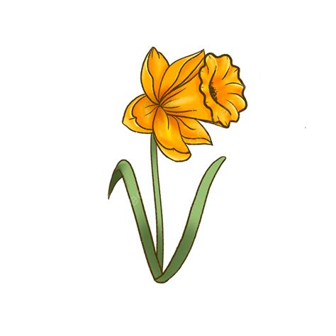 노란 수선화 일러스트 클립 아트 측면보기 수선화 클립 아트 클립 아트 수선화 Png 일러스트 및 Psd 이미지 무료 다운로드 Pngtree