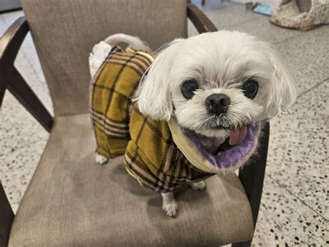 말티즈 예삐 말티즈전문보호소 말티푸전문보호소 푸들전문보호소 먼치킨전문보호소 랙돌전문보호소 브리티쉬숏헤어전문보호소 스코티쉬폴드전문보호소 러시안블루전문보호소 강아지전문보호소