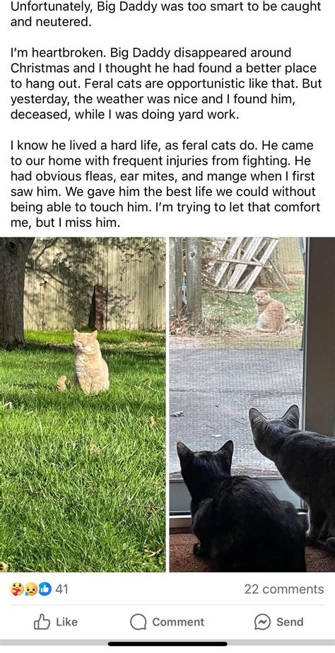 Making Every Cat A Eunuch Is A Cautionary Tale Not An Awesome Felinitarian Thing To Do R