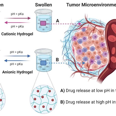 Schematic Representation Of Ph Sensitive Hydrogels Swelling Swelling
