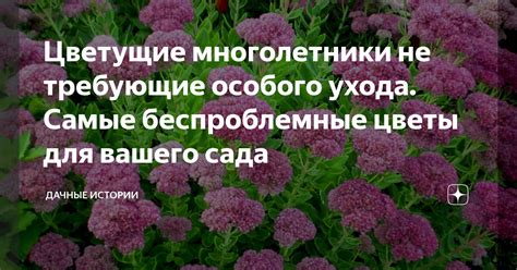 Цветущие многолетники не требующие особого ухода Самые беспроблемные цветы для вашего сада