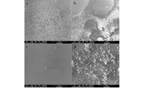 Sem Images Secondary Electrons Of The Functionalized Pp Substrates Download Scientific