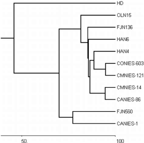 Dendrogram Bray Curtis Cluster Analysis Download Scientific Diagram