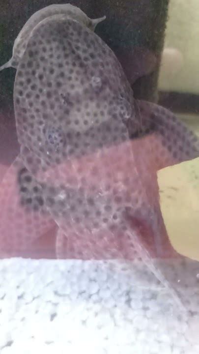 Acari Gigantepeixe Cascudo Carapaça Flexívelovíparosonívoros