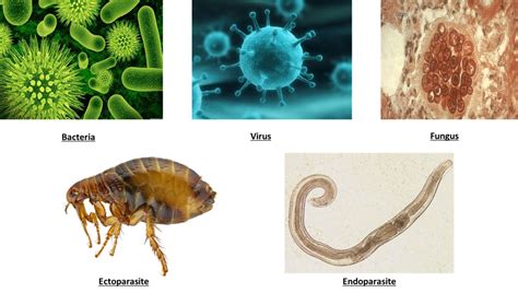 Bacteria Viruses Fungi Protozoa And Parasites Diagram Quizlet