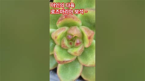 오늘도 수고 많으셨습니다 ~ 빈예서 파종이 실생 다육 다유기 다육이 다육식물 반려식물 다육판매 다육이판매 다육이키우기 다육인스타그램 매혹이 청주