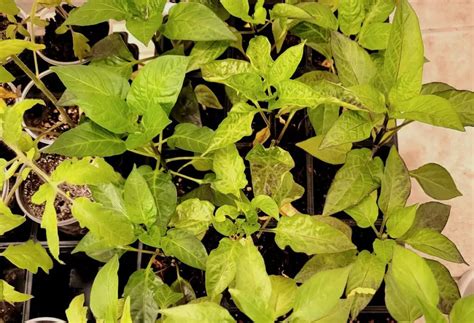 6 Reasons Why Your Pepper Plant Has Purple Leaves The Spicy Trio