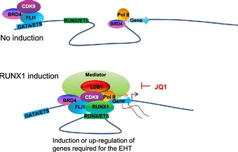 Model Depicting Runx1 Mediated Recruitment Of The Ptefb Complex And Download Scientific Diagram