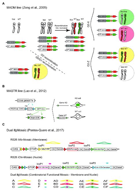 mouse alleles for functional genetic mosaics a the madm approach
