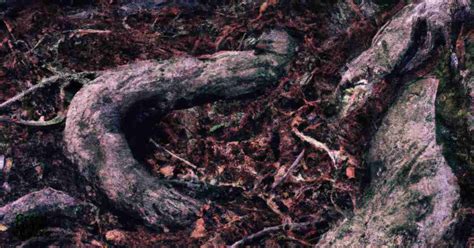 Environmental Impacts And Public Input Crucial Eia Insights