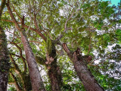 The View From Below Shows Tall Tree Branches Covered In Green Leaves