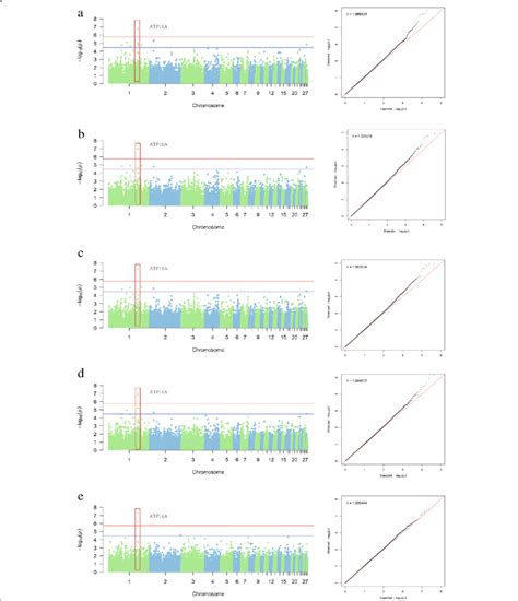 Manhattan Plots Showing Associations Of All Snps With Five Traits And