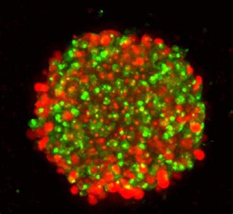 3d细胞培养、分析技术介绍 知乎
