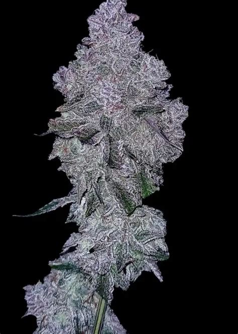 Candy Apples Seeds By G O A T Genetics GrowDiaries Candy Apples Seeds By G O A T Genetics GrowDiaries