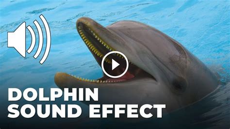 Dolphin Sound Effect Mp3 Download