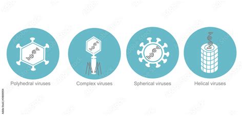 The 4 Groups Of Viruses Polyhedral Spherical Helical And Complex Viruses That Are Classified