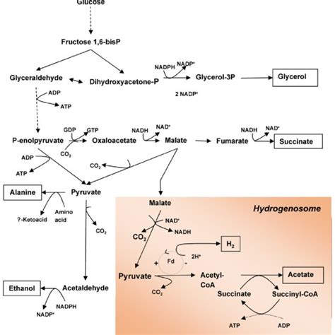 Anaerobic Wax Ester Fermentation Involving Mitochondria Of Euglena
