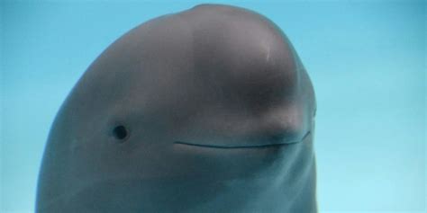 The Smiling Dolphin Meme Is Actually A Porpoise And Hes Tired