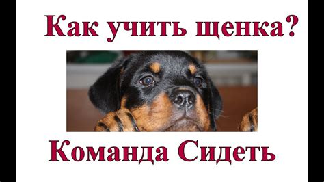 Обучение щенка команде сидеть - YouTube