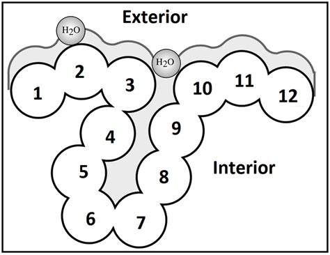 4 Definition Of Solvent Accessible Surface Area 123 Download Scientific Diagram