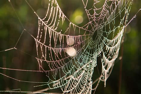 Orb Weaver Spider Webs Nebraskaland Magazine
