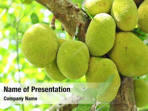 Jackfruit Tree Powerpoint Template Jackfruit Tree Powerpoint Background