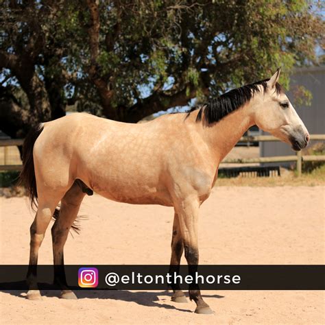 Sooty Buckskin Silver