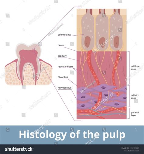 Reticular Fibers Labeled