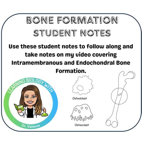 Intramembranous And Endochondral Bone Formation Student Notes Tpt
