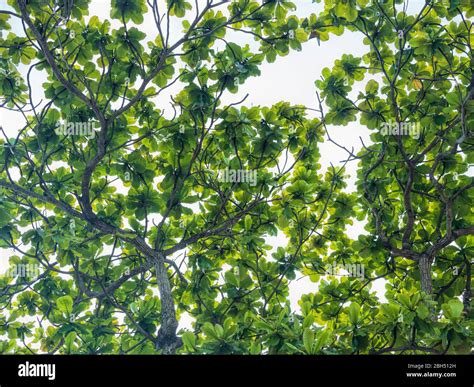 Tree At An Angle Hi Res Stock Photography And Images Alamy