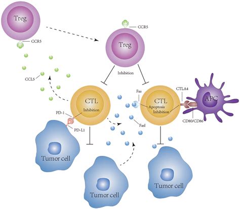 Hypothesis Of Cd8 T Cell Exhaustion In Tumors Of Kirp Patients Download Scientific Diagram