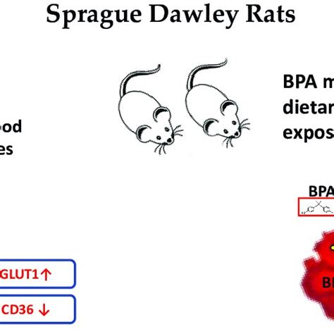 Tissue Expression And Localization Of Glut1 And Cd36 In Fetal Rat