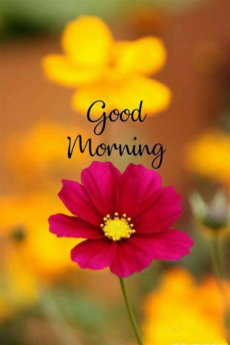 Good Morning Flower Pictures Page Wallpapers Com