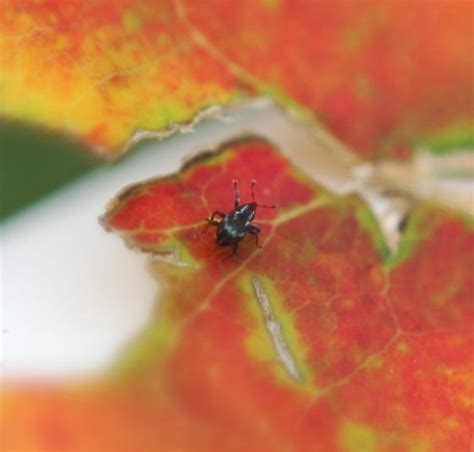 Super Tiny Weevil BugGuide Net