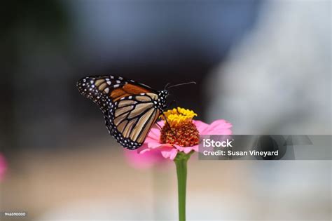Monarch Butterfly Extracting Nectar From Pink Flower Against Blurred