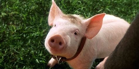 10 Best Movies Where The Protagonist Is A Live Action Animal Ranked By