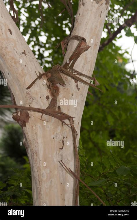 Deciduous Tree Lagerstroemia Subcostata White Trunk Peeling Bark Taiwan Its Bark Peels Off