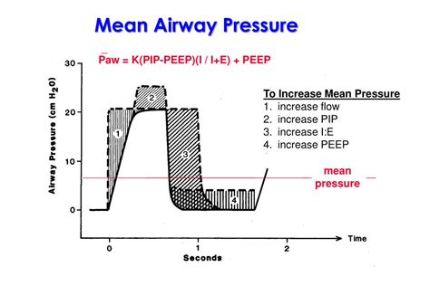 Ppt Physiologic Basis Of Neonatal Ventilation Powerpoint Presentation