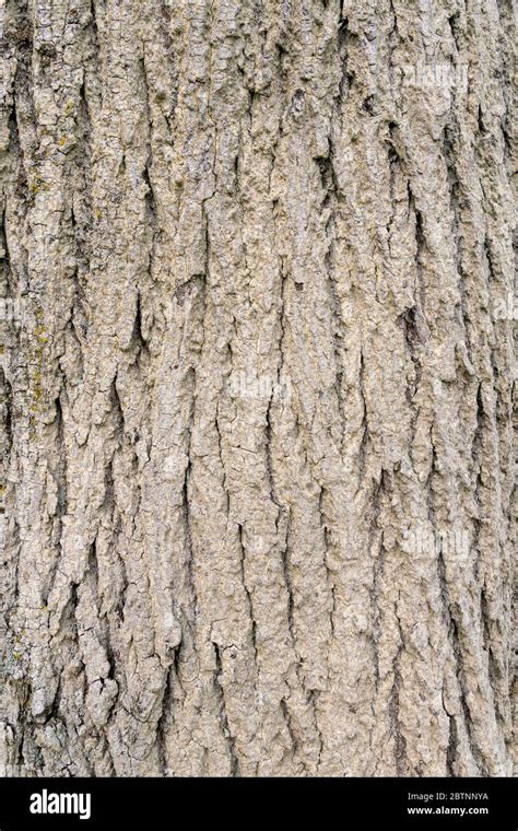 Background Texture Of Tree Bark Skin The Bark Of A Tree That Traces Cracking Stock Photo Alamy