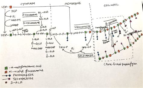 Antibiotics Inhibit Cell Wall Synthesis Of Microorganisms Discover
