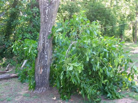 Cowgirl S Country Life Underground Pit Cooking