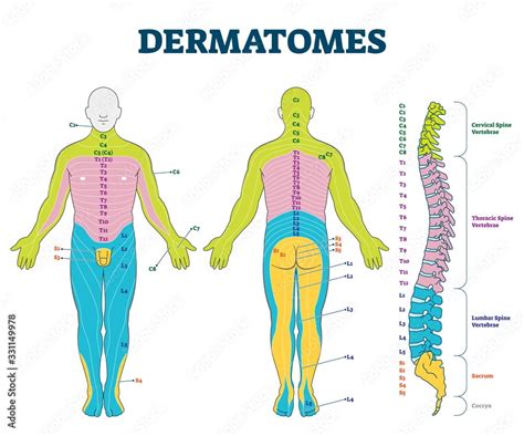 Lumbar Facet Dermatome Map Dermatomes Chart And Map