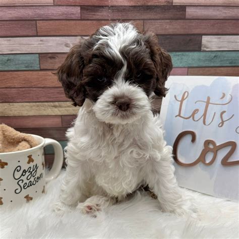 Happy This Is Callie She Has An Instagram Page She Is A Cockapoo