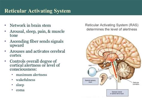 Higher Brain Functions Physiology Higher Brain Functions Physiology